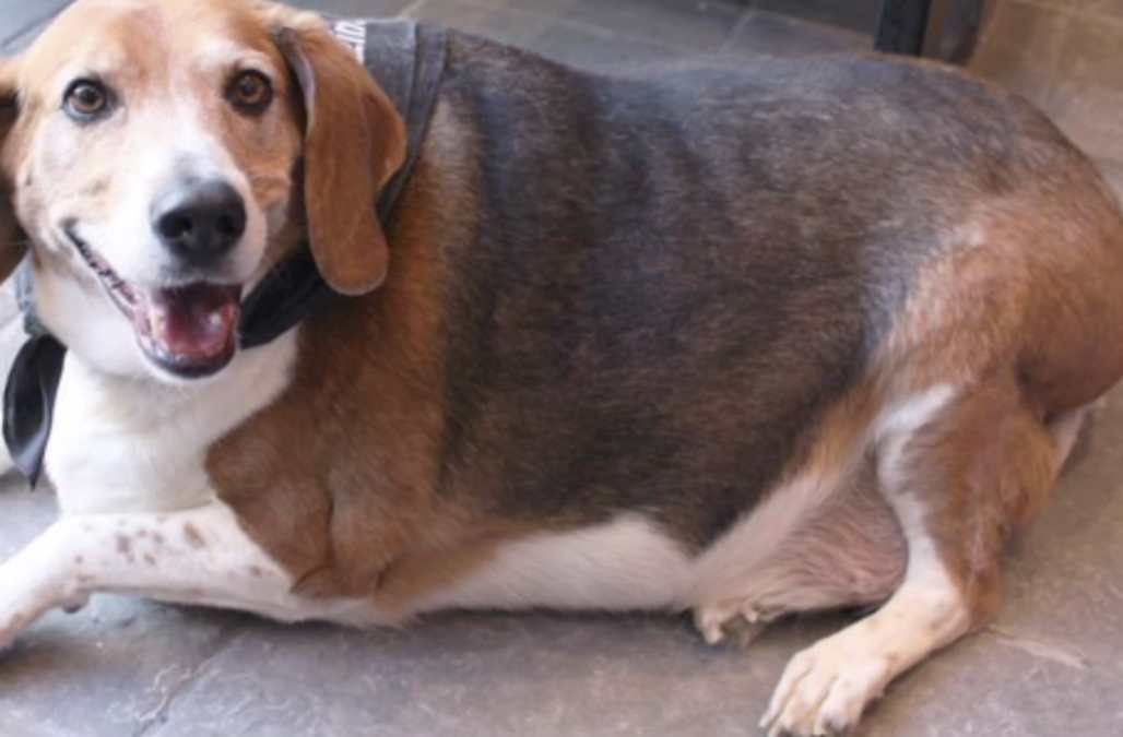 Fat dog named 'Kale Chips' loses weight, gains new family - AOL