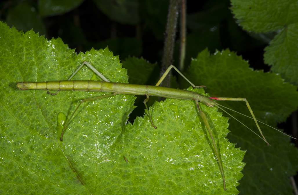 Newly Revealed World s Longest Insect Is 2 Feet Long