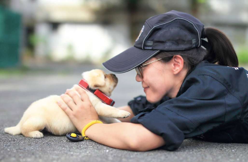 Police puppy recruits pose in adorable photo shoot - AOL