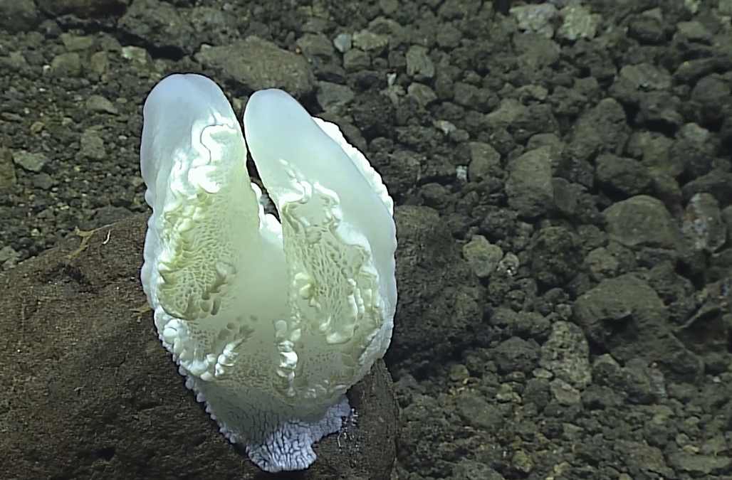 Ocean explorers encounter a strange, beautiful creature - AOL
