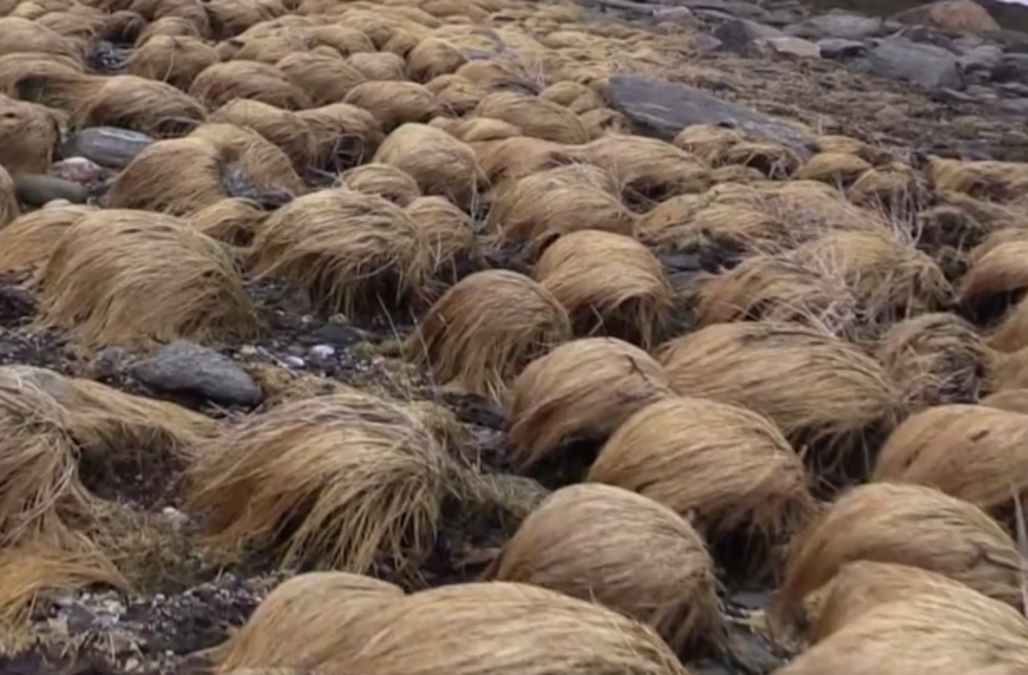 Trump's 'wig farm' in Norway has the internet ablaze - AOL