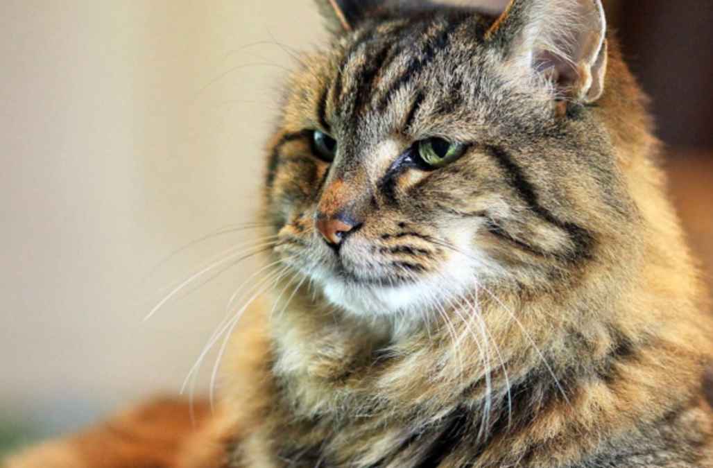 The world's oldest living cat is beautiful, regal and flawless - AOL