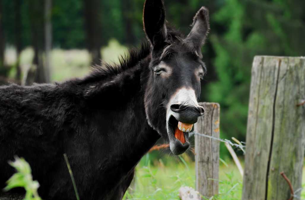 Muzzie kids force themselves upon donkey... and catch rabies. | The FAL ...
