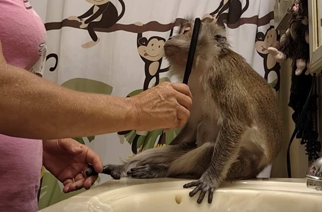 This monkey loving life while getting groomed proves that everyone ...