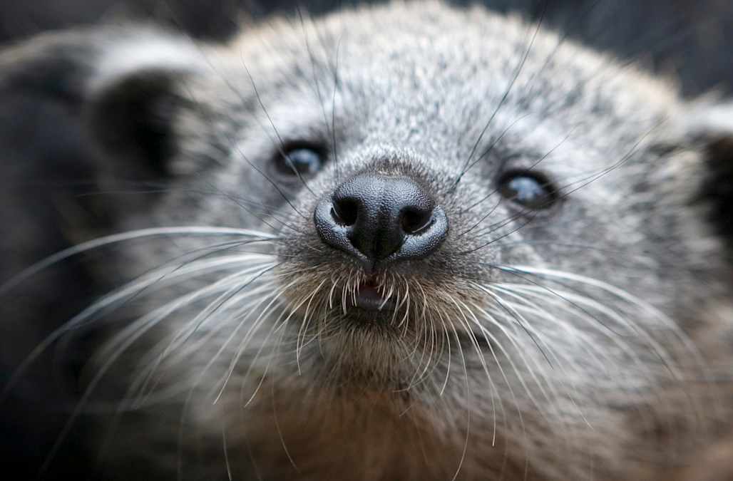 The bearcat is a real animal and it smells like buttered popcorn - AOL