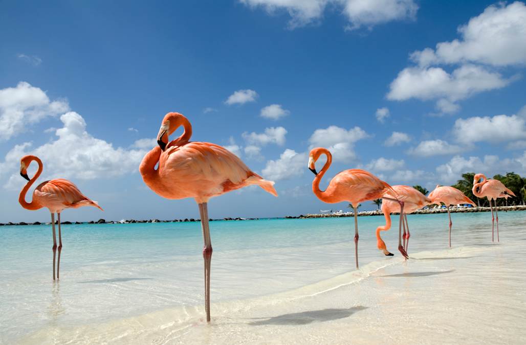 Scientists figure out how flamingos stay steady on one leg