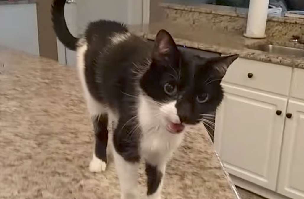 Jack the cat's meow is amazing the world