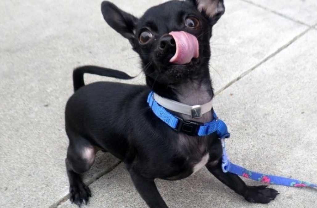 Dog's hilarious adoption photos will make your day - Yahoo Sports