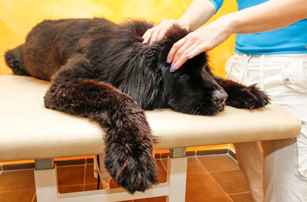 4 reasons to regularly massage your dog - AOL