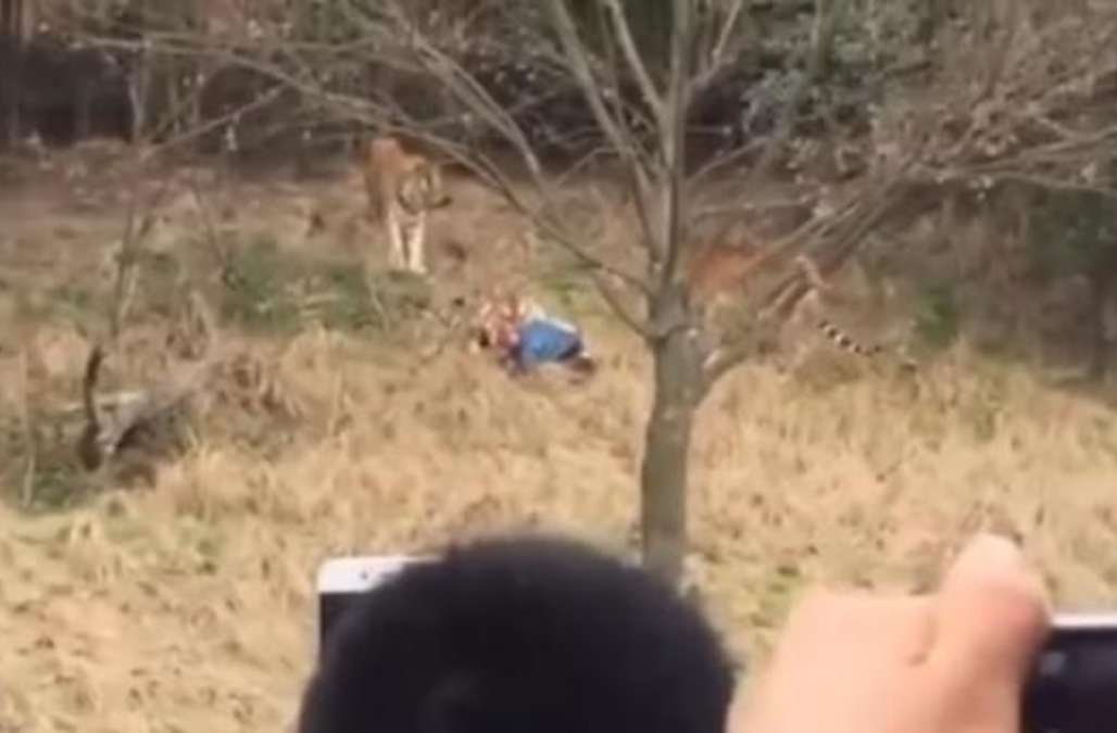 Killing of a tiger in attempt to save man at Chinese zoo sparks online ...