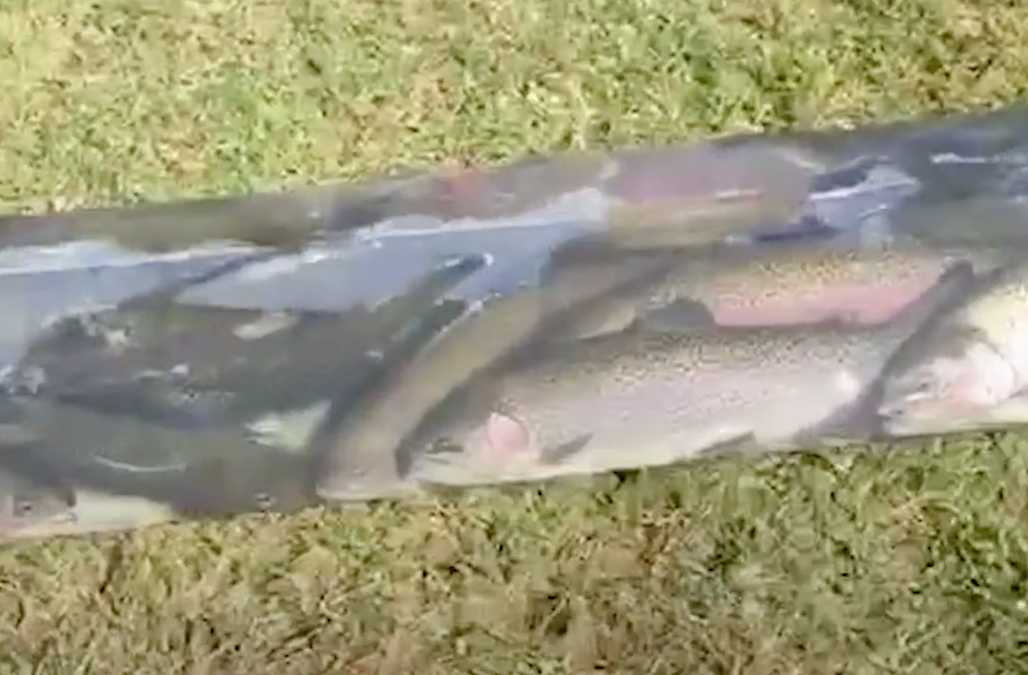 This ‘fish cannon’ is used to repopulate ponds and lakes