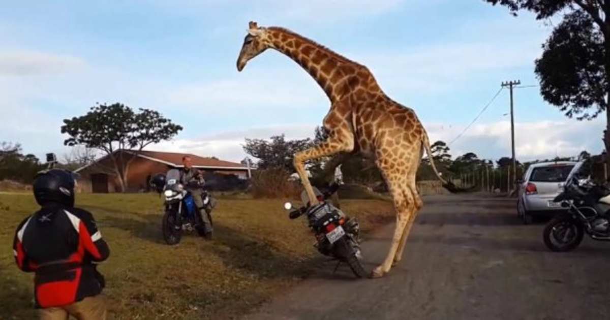 Esta jirafa intenta montar en moto, pero sus patas se lo impiden (VÍDEO ...