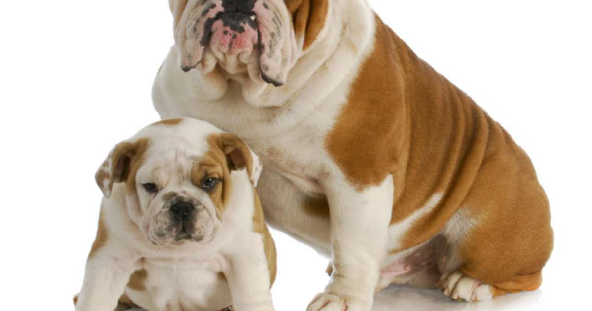 Best Pets For Kids Which Animal Should You Bring Home HuffPost Canada