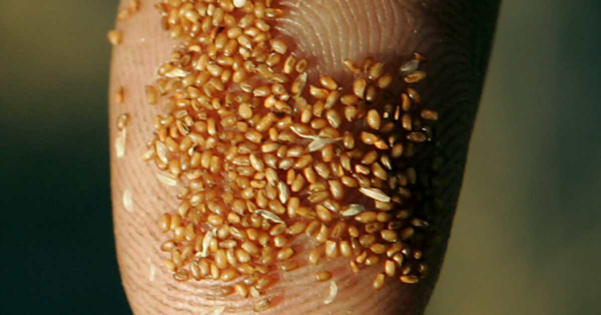 Ethiopian Teff Benefits at Michael Opal blog
