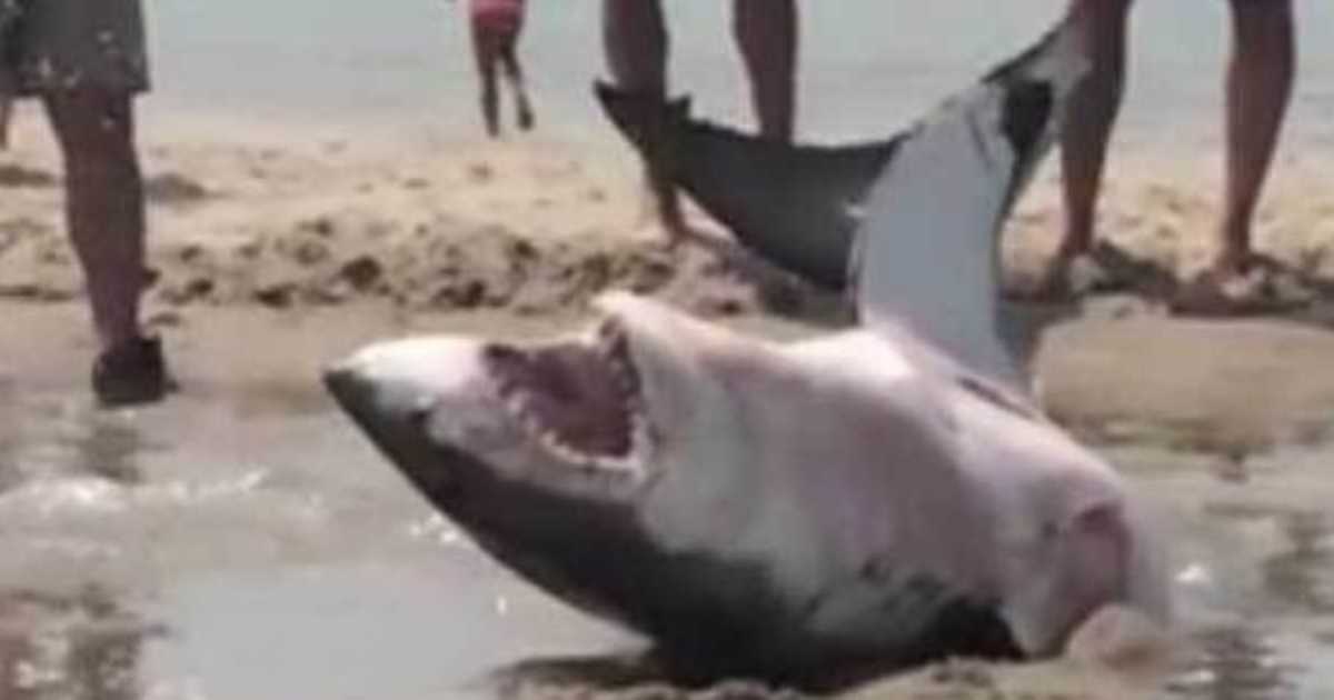 El espectacular rescate a un tiburón blanco varado en la playa (VÍDEO ...